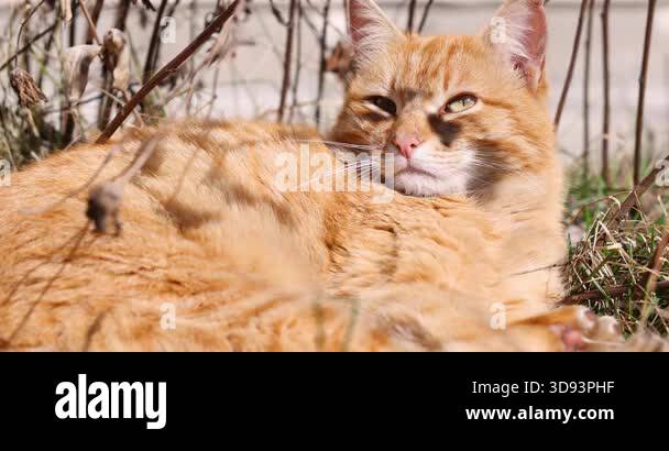 Fluffy red tabby cat relaxing in the garden on a sunny day, opening its ...