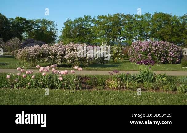 Tulips and lilacs bloom in a landscaped spring garden in Dobele, Latvia ...