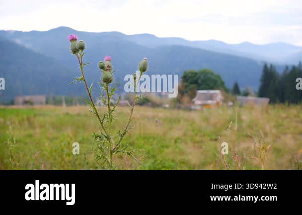 Single thistle plant with pink blossoms stands in a grassy field ...