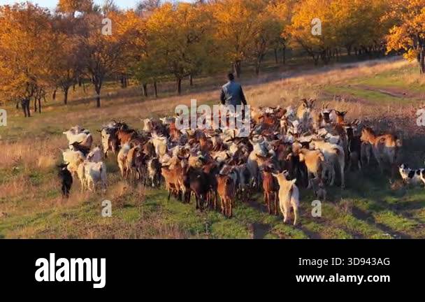 Shepherd goats in rural Stock Videos & Footage - HD and 4K Video Clips ...