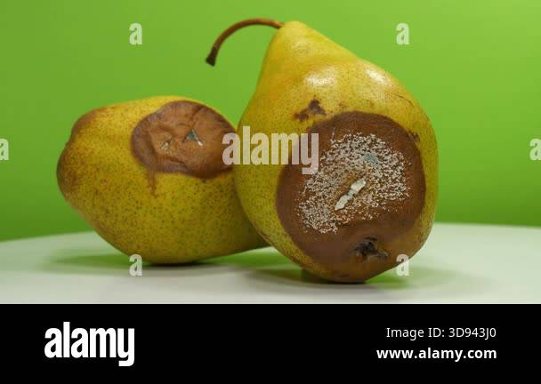 Pears covered with mold rotates on green background. Overripe and ...
