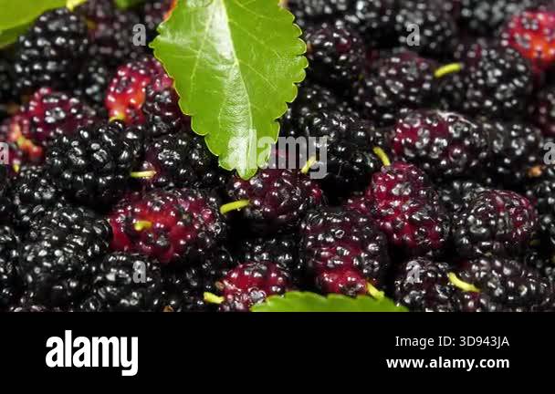 Mulberry berries. Mulberry - fruit tree whose fruits have many ...
