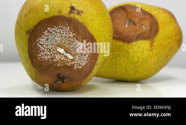 Overripe and rotten pears. Two pears covered with mold. Rotten pears ...