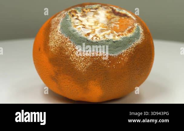 Rotten mandarin. Tangerine covered with mold with aflatoxins. Rotten ...