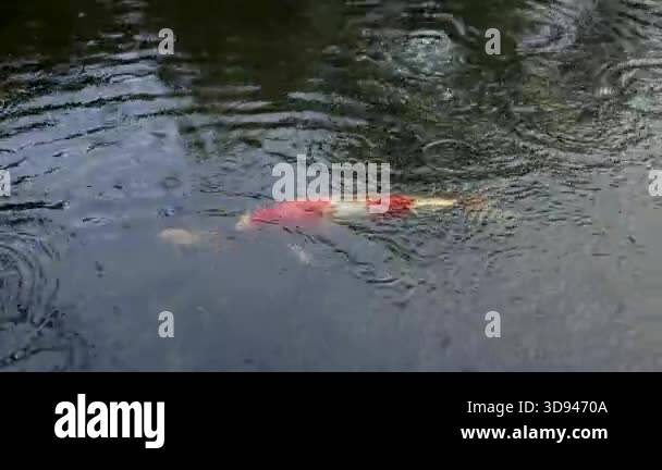 Koi fish swimming beneath the rain with ripples on the water surface ...
