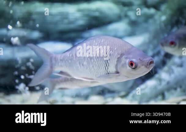 Rohu fish (Labeo rohita), (Osteochilus melanopleurus, Greater Bony ...