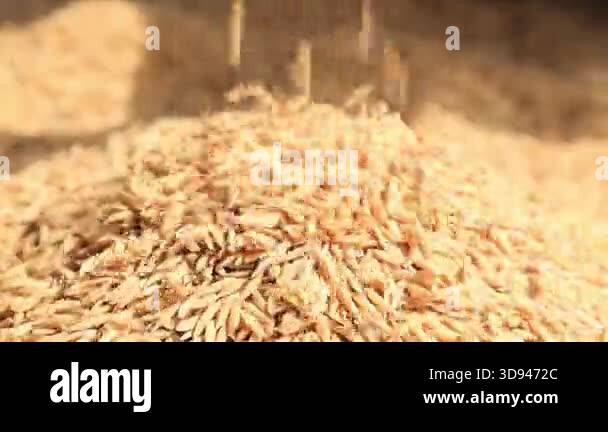 Paddy Rice, Unhusked Rice, a large amount of rice paddy spread out for ...