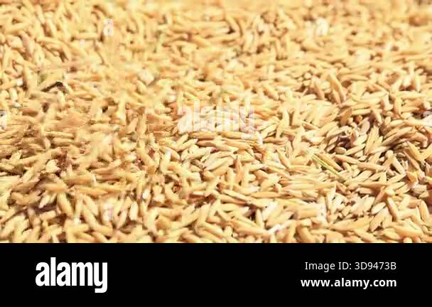 Paddy Rice, Unhusked Rice, a large amount of rice paddy spread out for ...