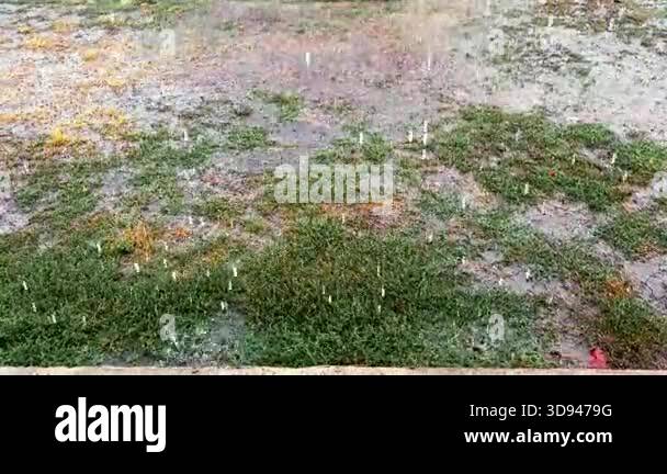 A 4K handheld video showing heavy summer rainfall hitting wet soil and ...
