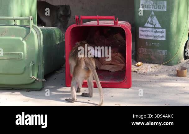 Monkey rummaging through a red trash bin Stock Video Footage - Alamy