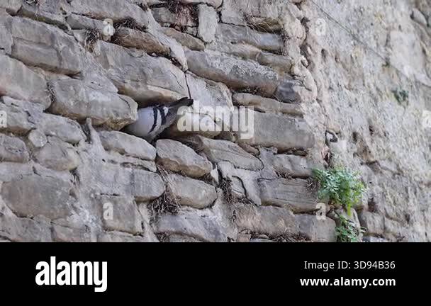 Wall crevices Stock Videos & Footage - HD and 4K Video Clips - Alamy