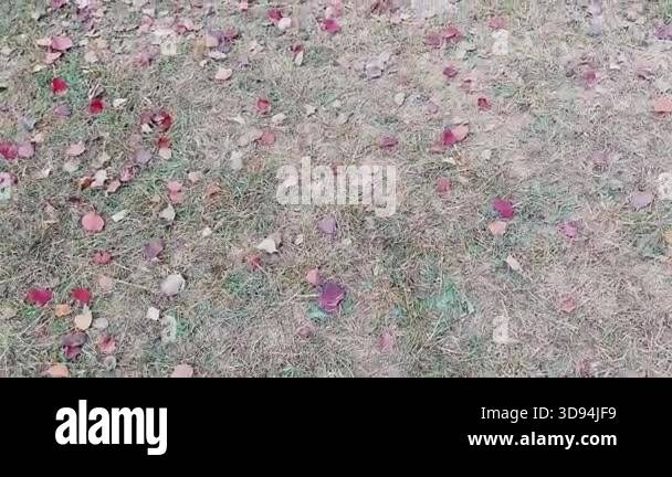 Dormant meadow texture Stock Videos & Footage - HD and 4K Video Clips ...