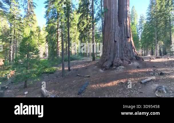 Aerial pedestal shot ascends past ancient sequoia trees through the ...
