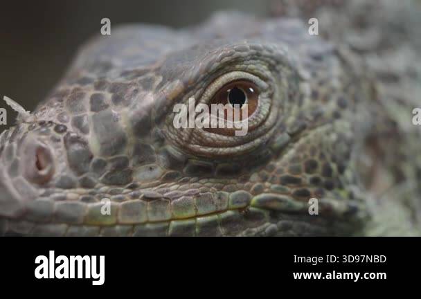 Observe the intricate detail of a lizards eye and skin texture Stock ...