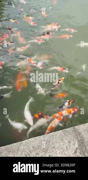 Koi fish pond, top view. Vertical video Stock Video Footage - Alamy