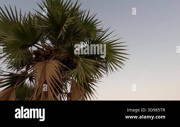 The Lala palm Hyphaene has colorful fruits with a round flat hard shell ...