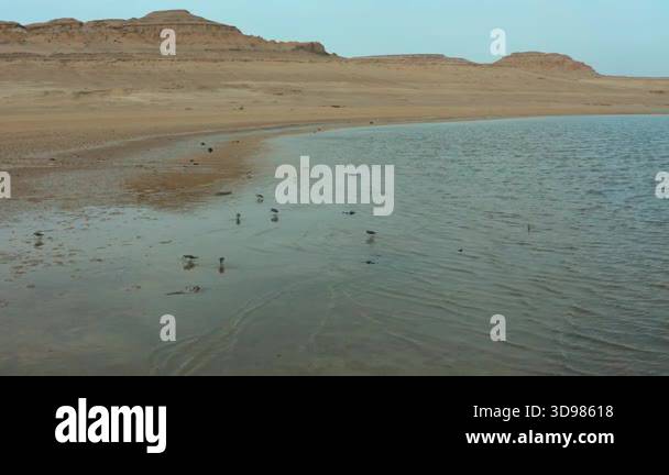 Explore the stunning birds by the shores of Lake Qarun and Lake Moeris ...