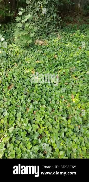 ivy climbing pine tree and covering green forest floor Stock Video ...