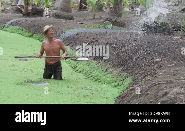 Asian senior male farmer watering coconut tree by gardening equipment ...