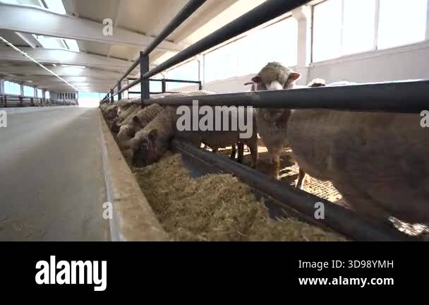 View modern sheep farming dairy Stock Videos & Footage - HD and 4K ...