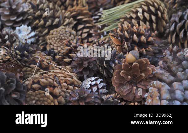 Different cones coniferous tree Stock Videos & Footage - HD and 4K ...