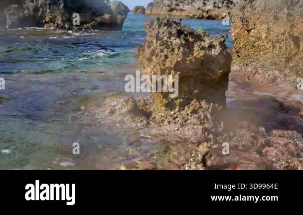Underwater plants and algae growing on rocks near sea surface, few fish ...