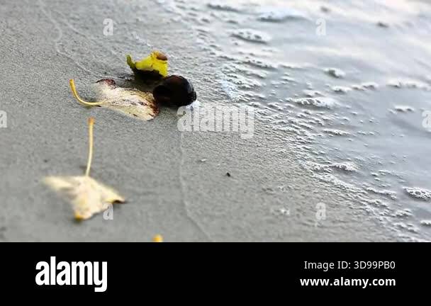Shell and yellow oak tree leaves on sandy beach with calm waves Stock ...