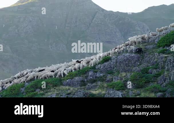 Large herd of sheep walking and grazing on a steep, grassy mountainside ...