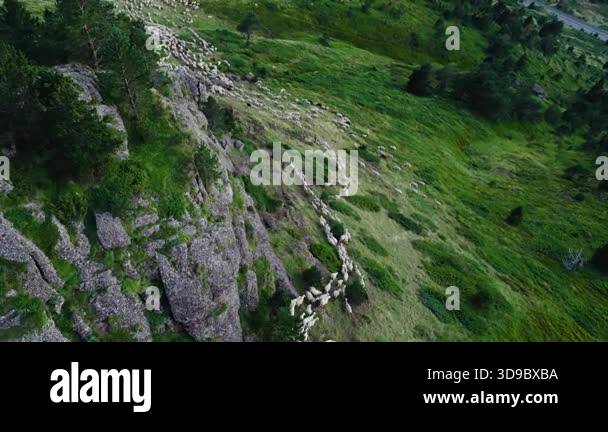 Stunning aerial footage of a large flock of sheep walking in a line ...