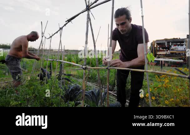 Two skilled male farmers collaborating to build a natural bamboo cane ...