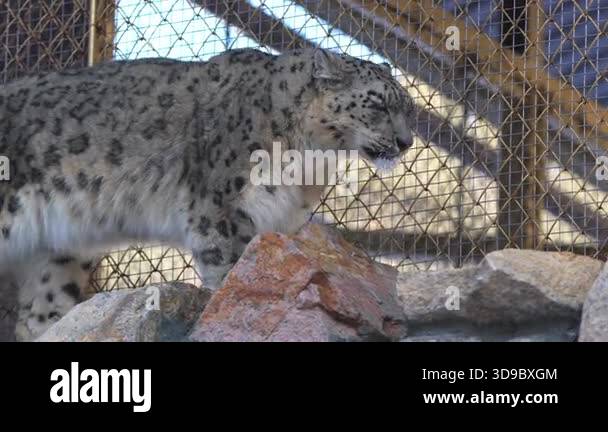 Snow leopard large cat Stock Videos & Footage - HD and 4K Video Clips ...