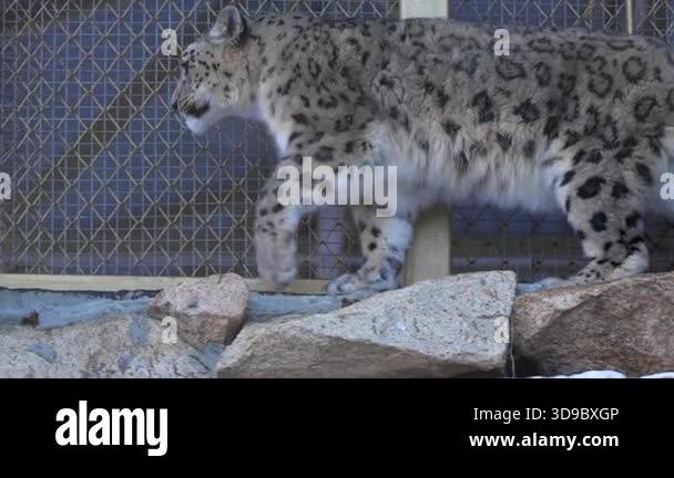 Snow leopard strides across large stone pavement near enclosure fence ...