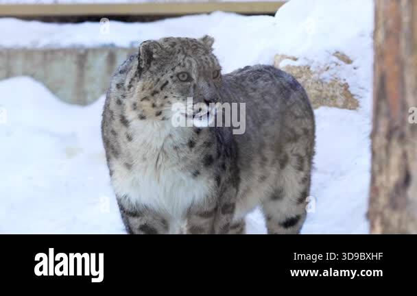 Snow leopard steps through soft shimmering snow with steady powerful ...