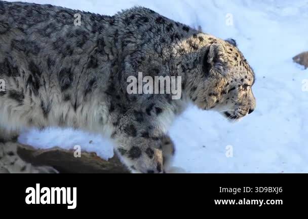 Snow leopard paws Stock Videos & Footage - HD and 4K Video Clips - Alamy