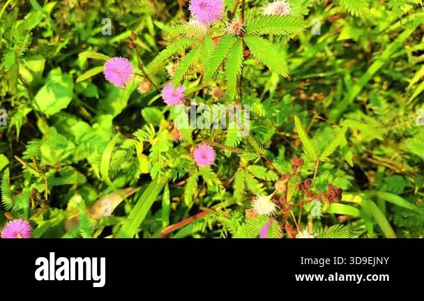 Close-up of a mimosa pudica plant, showcasing its delicate pink ...