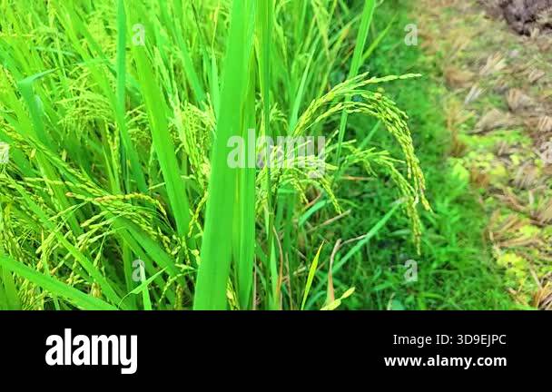 Close-up of vibrant green rice plants with ripening grains in a paddy ...