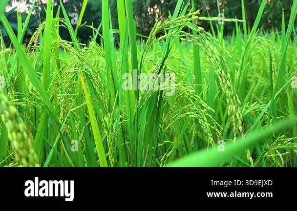 Close-up of vibrant green rice plants with ripening grains in a paddy ...