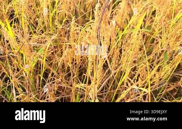 Close-up of a vibrant golden rice field under warm sunlight, signifying ...