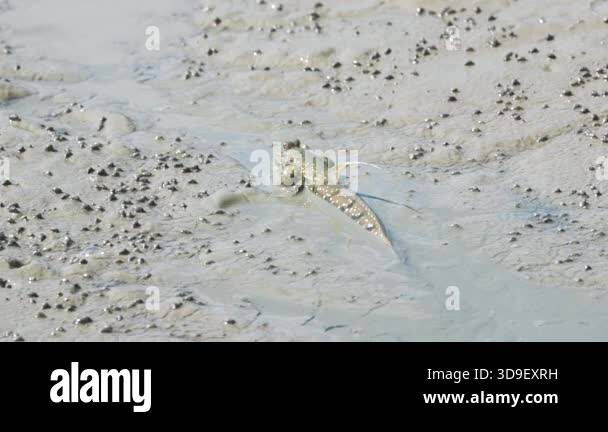 Mudskippers mudskipper fish Stock Videos & Footage - HD and 4K Video ...