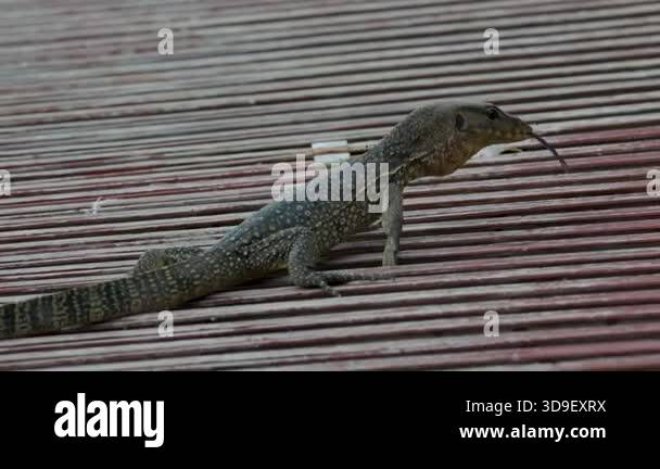 Asian Water Monitor Lizard crawling and swimming on a rocky surface ...