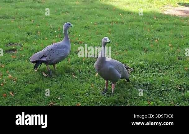 Grey winged trumpeter psophia crepitans Stock Videos & Footage - HD and ...