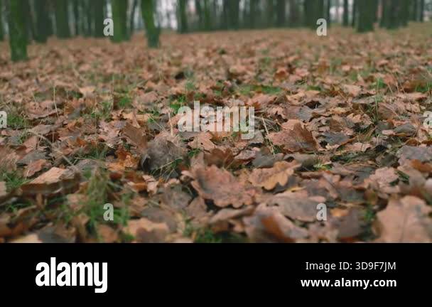 closeup of dried leaves scattered on the ground, as leaves decompose ...