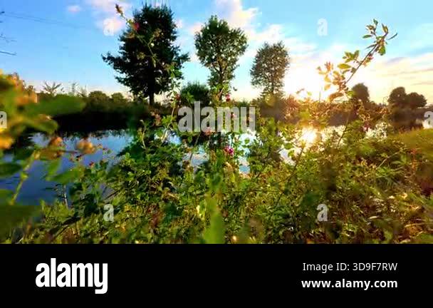 sunrise over pond with trees reflection, golden light bathes calm water ...