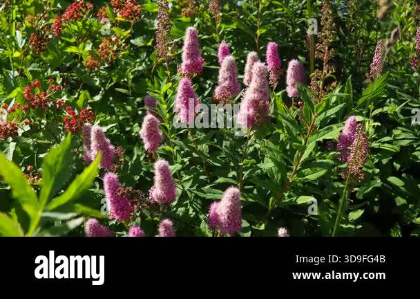 Spiraea douglasii is species of flowering plant in rose family. Common ...