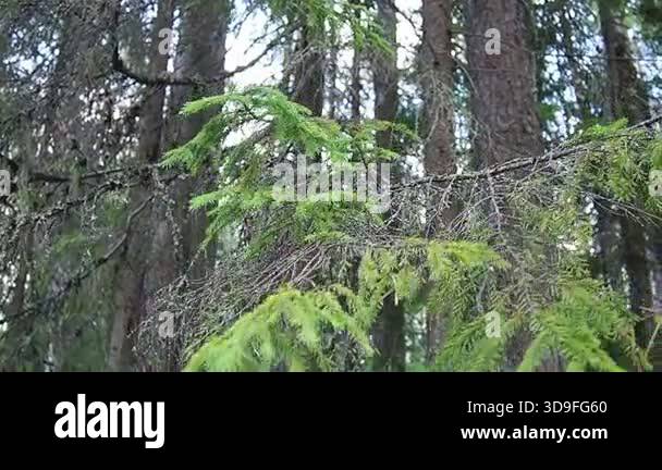Taiga biome dominated by coniferous forests. Picea spruce, genus of ...