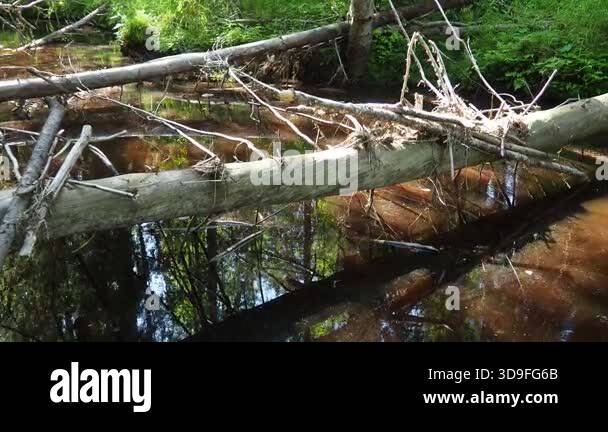 Tree fallen across the river. Rusty water flows through the Orzega ...