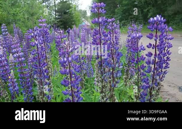 Lupinus seed Stock Videos & Footage - HD and 4K Video Clips - Alamy