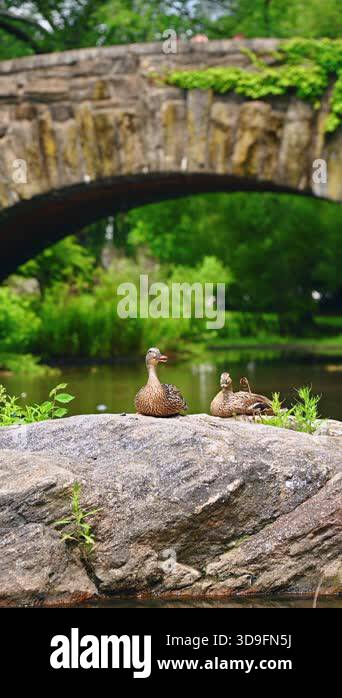 Two lovely mallard ducks sit peacefully on the rock. Old stone arch ...