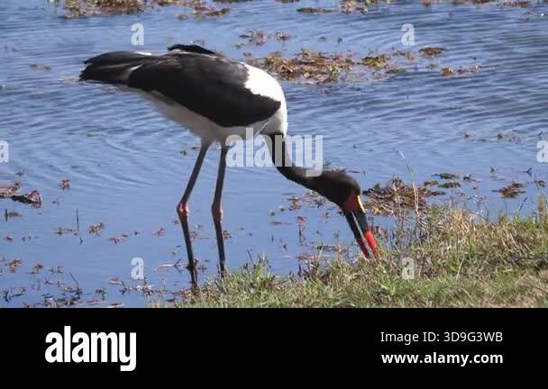 Saddle-billed Stork eating a frog at Chobe National Park in Botswana ...
