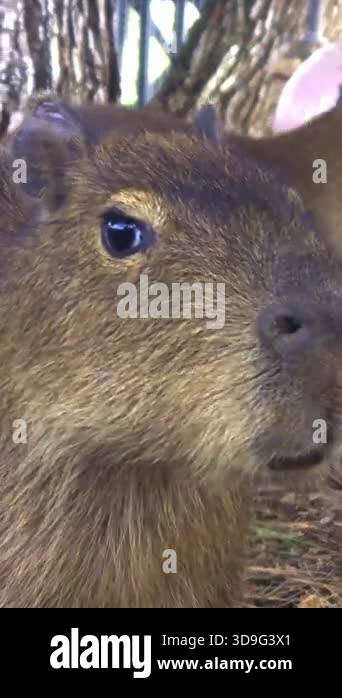 Adorable baby capybara walking curiously toward the camera in its ...